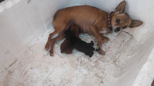 小狗宝宝出生三天了要剪尾巴了,这样操作简单快捷对小狗零伤害!