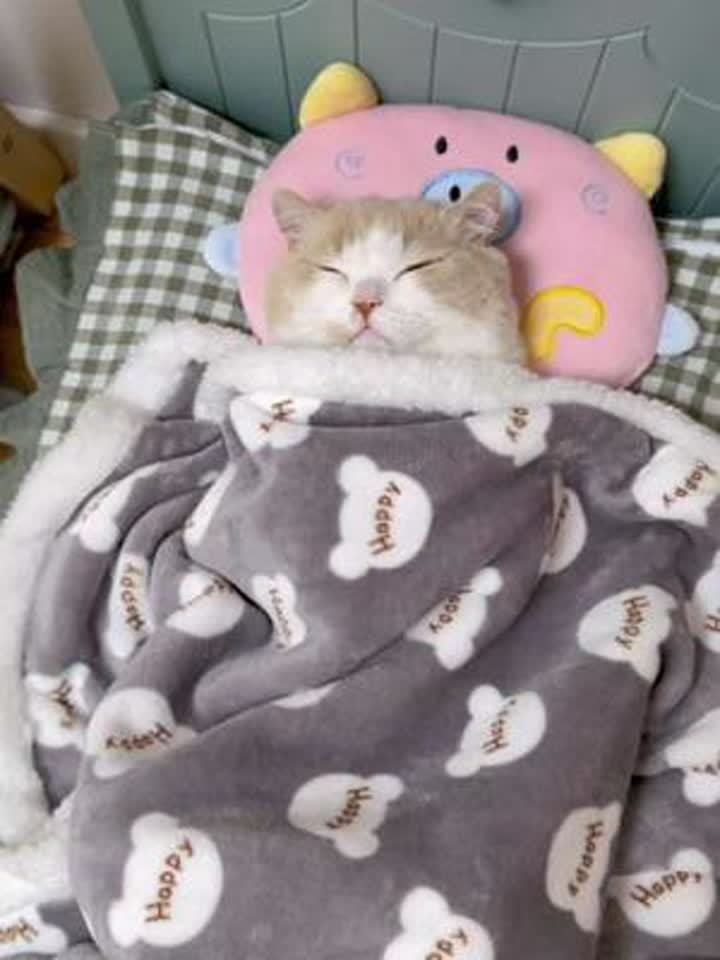 有这么会撒娇的小猫咪,你让他睡到几点低