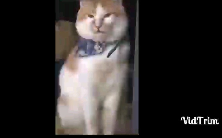 一些皮皮虾整理出来的搞笑视频