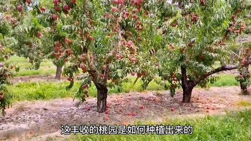 上百亩桃树果园如何种植与管理?#种植小技巧 #三农