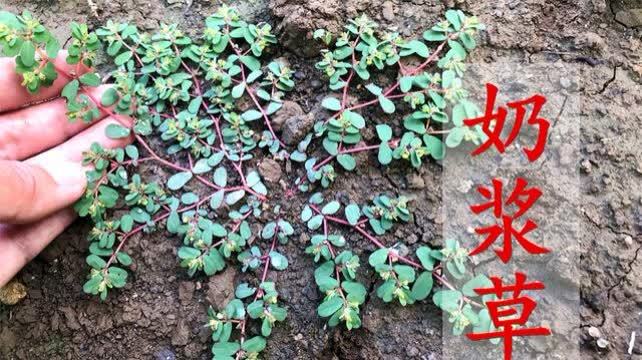 民间中草药"奶浆草",介绍它的2大用途?解决男女的烦恼