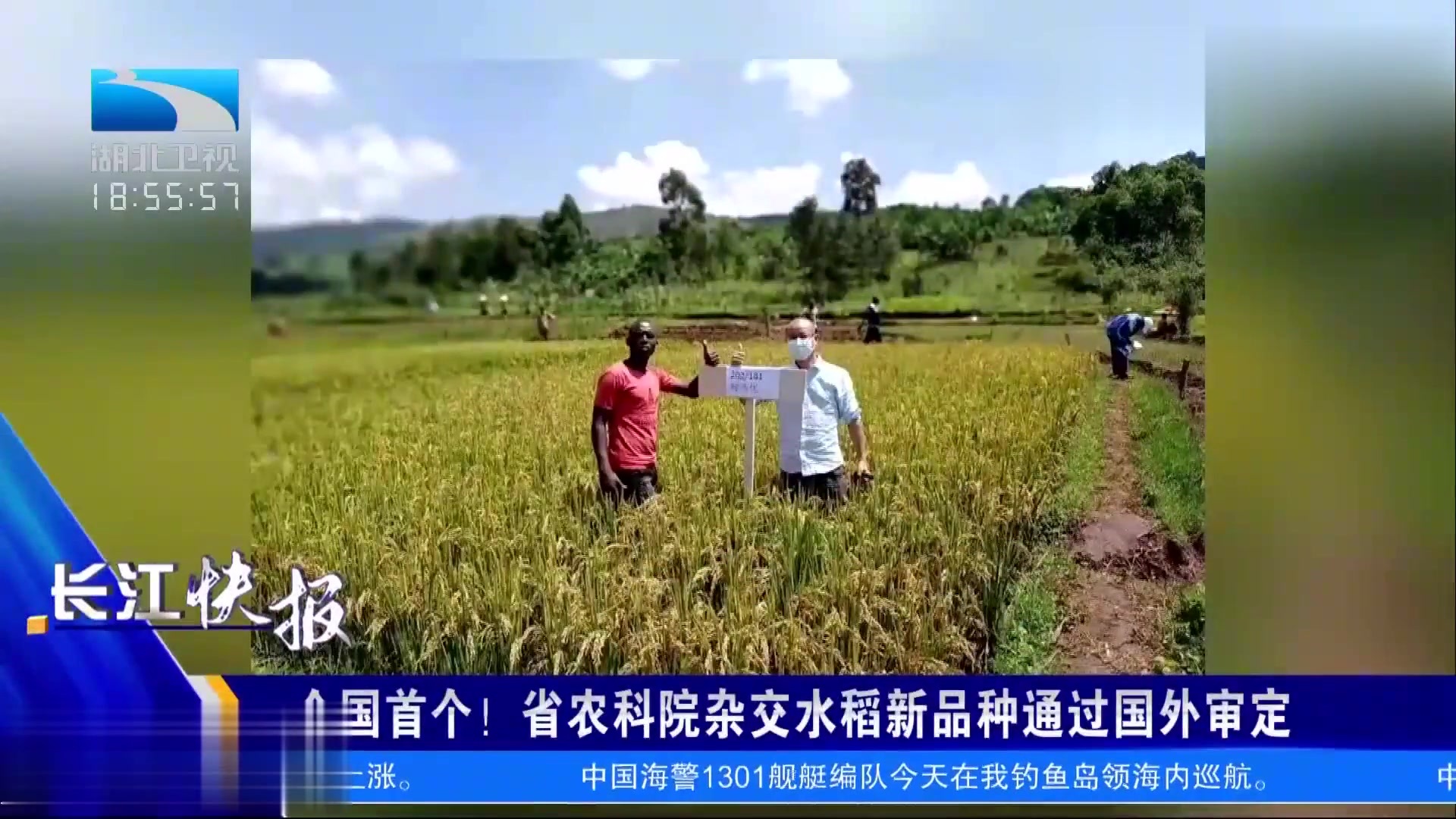 全国首个!湖北省农科院杂交水稻新品种通过国外审定