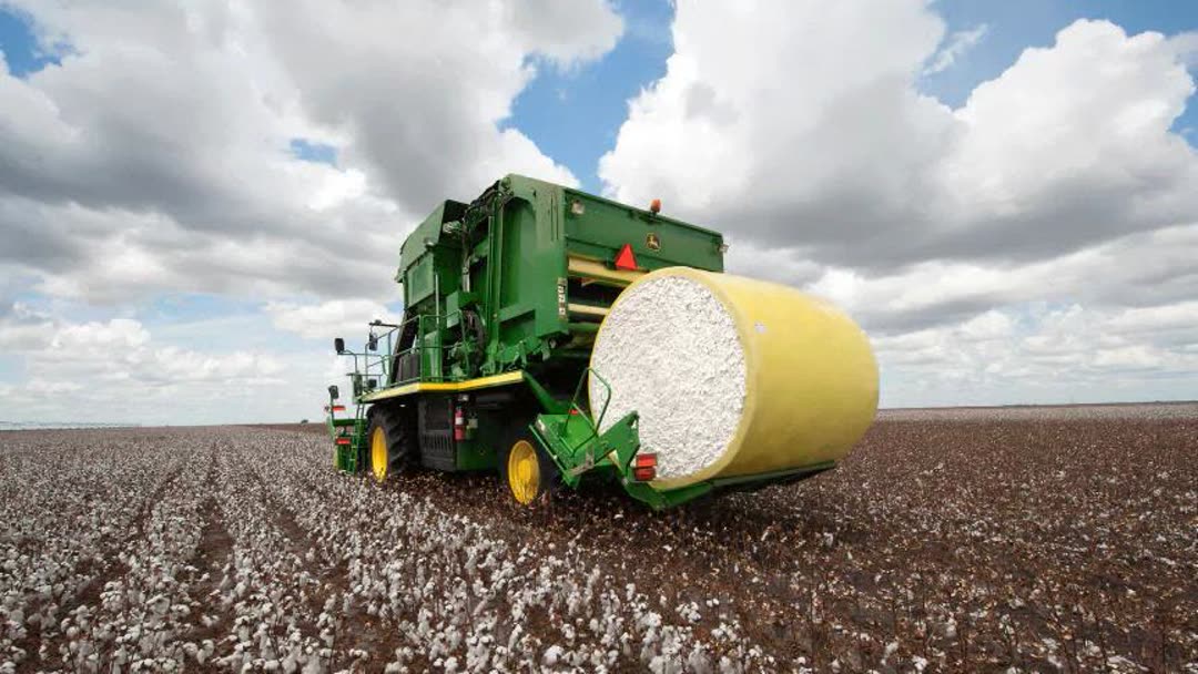 美国人是如何采摘棉花的?一天收获几百亩,怪不得棉花价格低