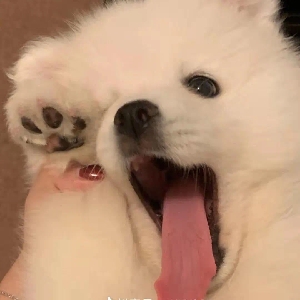 蓝莓薄荷不喝茶 