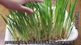 大蒜发芽不要扔,教你水培蒜苗,学会这2点,再也不用出去买着吃