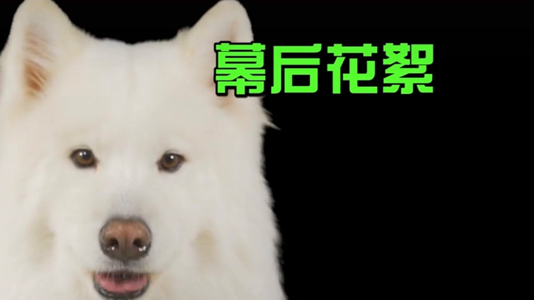 猫和狗一起养会打架吗?今天就做个科普视频吧