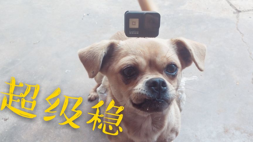 gopro8运动相机固定在小狗头上,看看小狗的第一视角是怎么样!