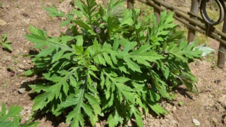 村哥上山挖一种叫血当归的药材,它功效强大深受人们喜爱,你认识吗?