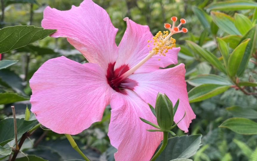 ...随手拍春天 城市植物多样性观察日记 我的物候学式人间记录 草木集 ...