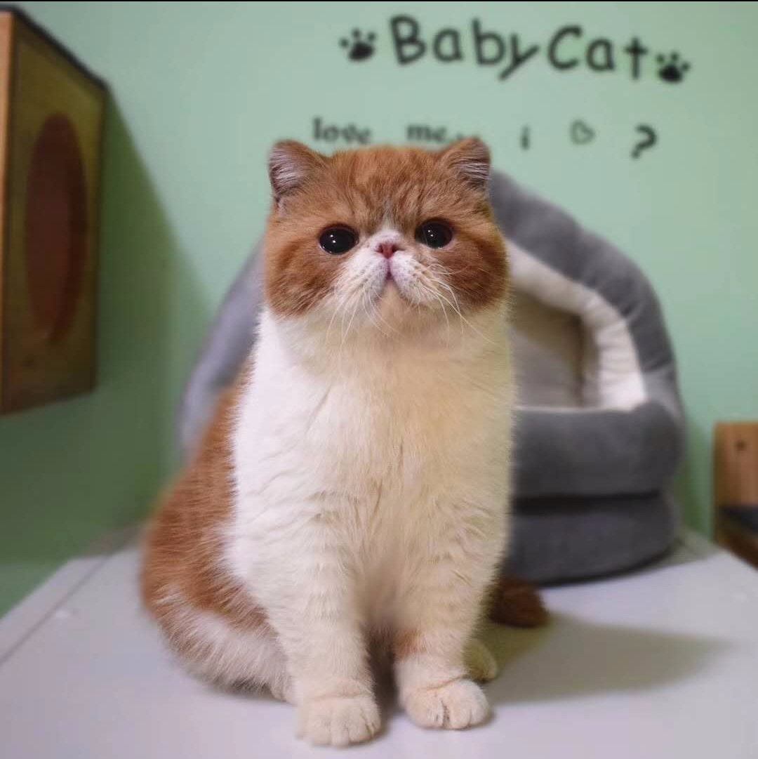 老蘑菇的白豆包 