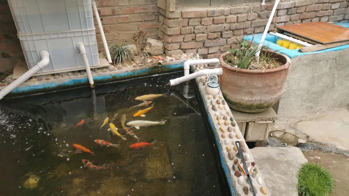 鱼友分享鱼池过滤系统,喜欢鱼的朋友不要走弯路,好水才能养好鱼
