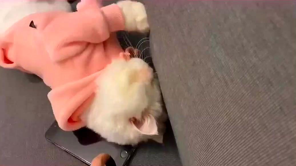 可爱猫咪撒娇卖萌姿势多样,萌化老夫的少女心!