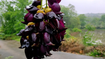 今天摘到一种花,不知道叫什么名字,听说药用价值很高,不知道你那里有...