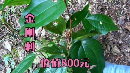朋友花800元托我找金刚刺,跋山涉水后,终于被我找到几株