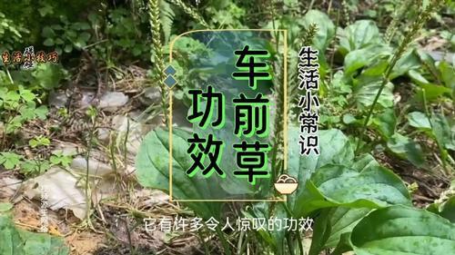 生活小知识:车前草功效