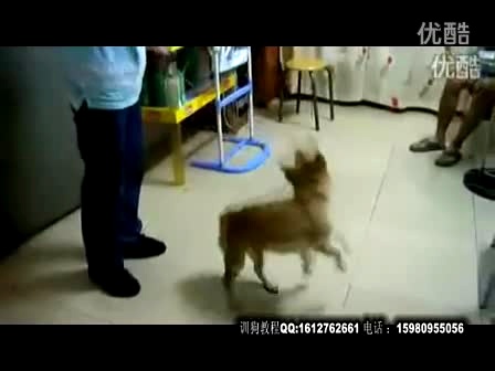 狗狗的训练方法训练狗狗使用家庭厕所