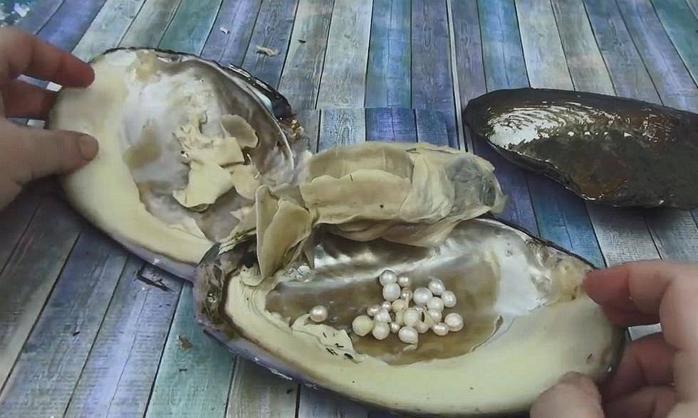 河蚌里会有珍珠吗,珍珠是怎么形成的?看完长知识了