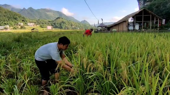 现在这种手工割稻谷,估计很少人会了,做过的都露个脸,