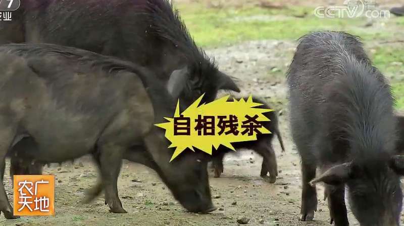 养猪专业户:母猪吃小猪?难怪猪的数量总是上不去