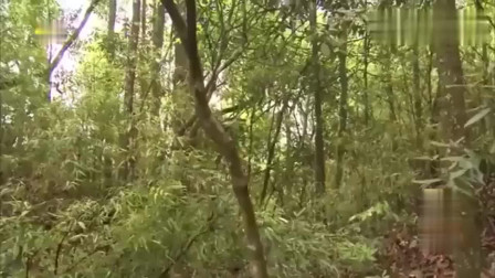 中国八大毒蛇排行榜,眼镜王蛇终归没让我失望!