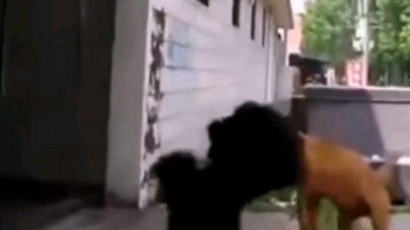 动物之战,藏獒的战力