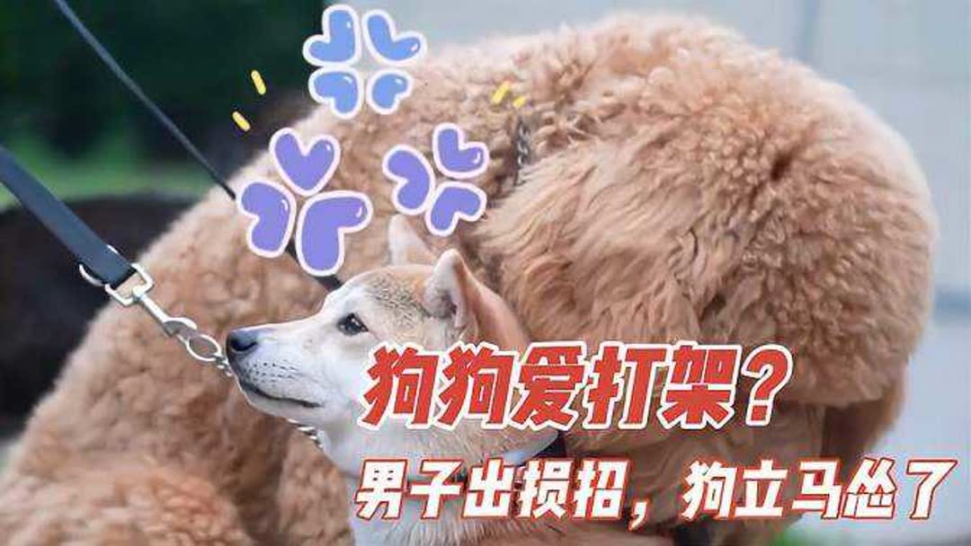 狗为什么会打架?训犬师憋坏出损招,狗狗看到立马怂了!