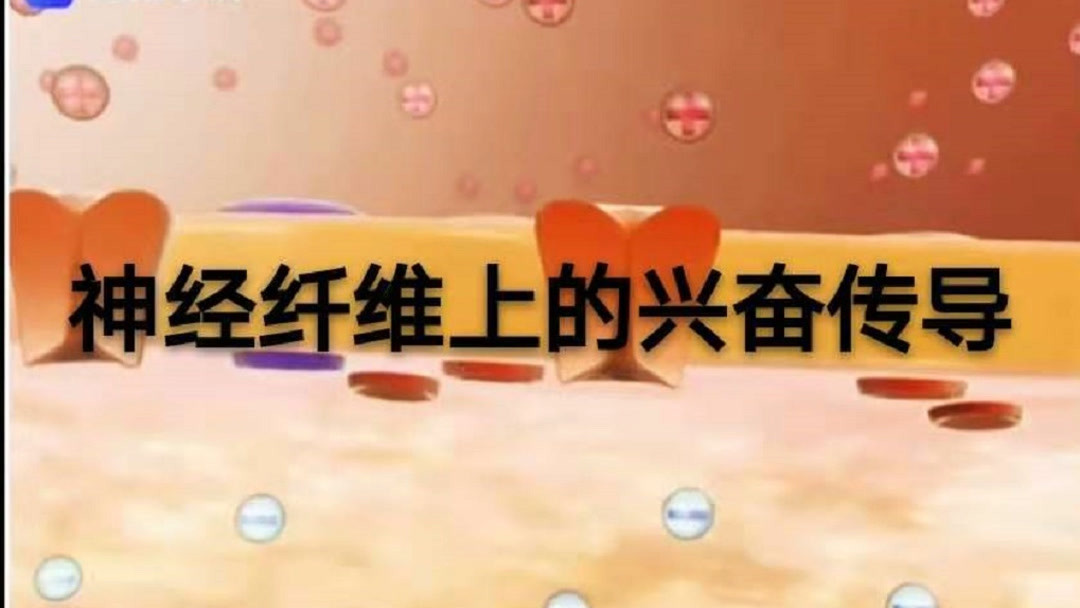 神经纤维上的传导