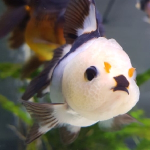 风聆莞 