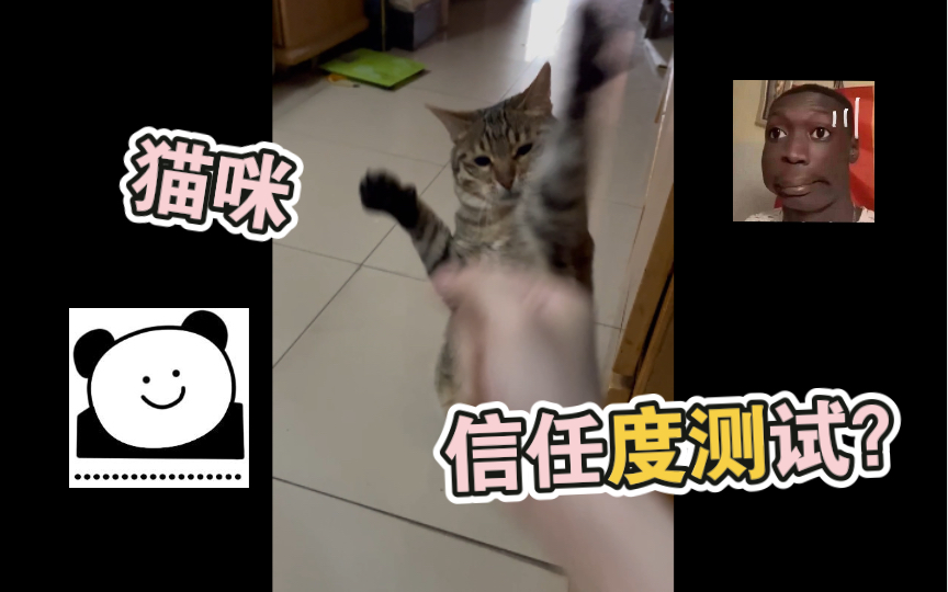 猫咪信任度测试:这是在测我对猫的信任度吧