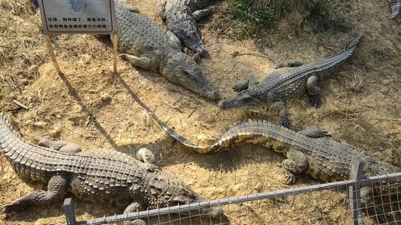 长四只脚的两栖爬行动物,为啥它们不属于鱼类,而名字又带个鱼字