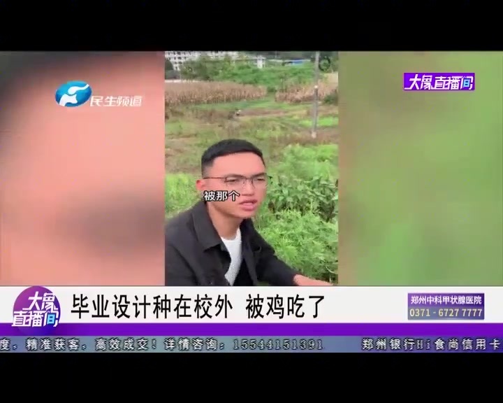 毕业设计种在校外,被鸡吃了