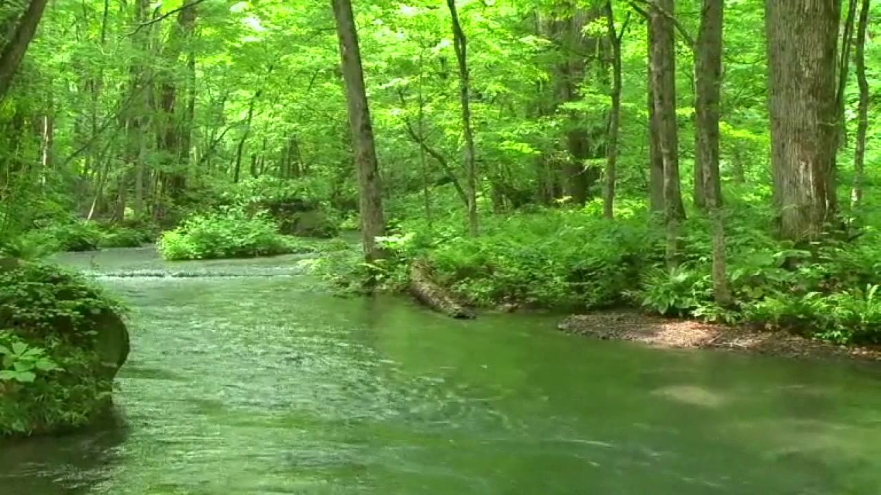 春意盎然,万物复苏,唯美绿油油的森林