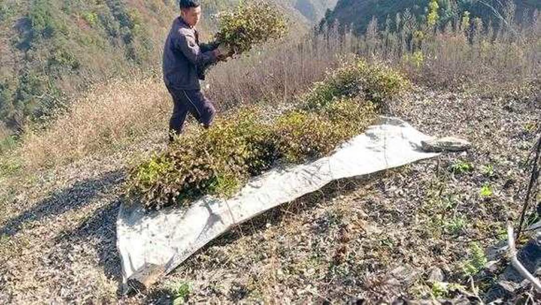 稀缺中药材,野生苍术家种长势喜人,种子要几百块一公斤呢