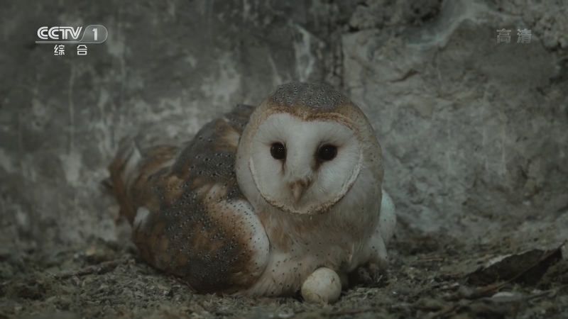 《动物世界》 20220823 动物宝宝成长记(上)