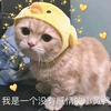 大包子Asia 
