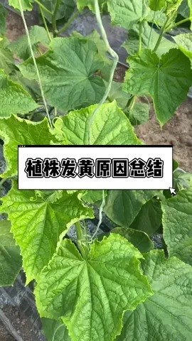 ...对症管理#新农人计划2023 #现代农业 #农业种植 #种植技术 #来学农技
