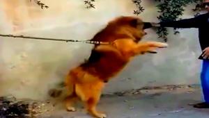 藏獒怒咬男子,男子掏出这个动物后,藏獒瞬间怂了