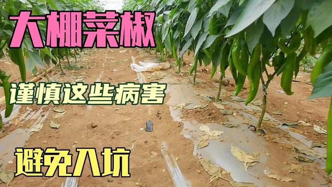 大棚种植辣椒注意预防哪些病害?提前预防才是关键