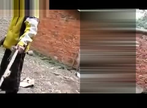 藏獒打架视_频 纯种藏獒PK