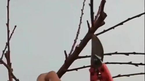 种果树10年总结的修剪秘诀,东南西北四个方位这样修剪才正确,涨知识了