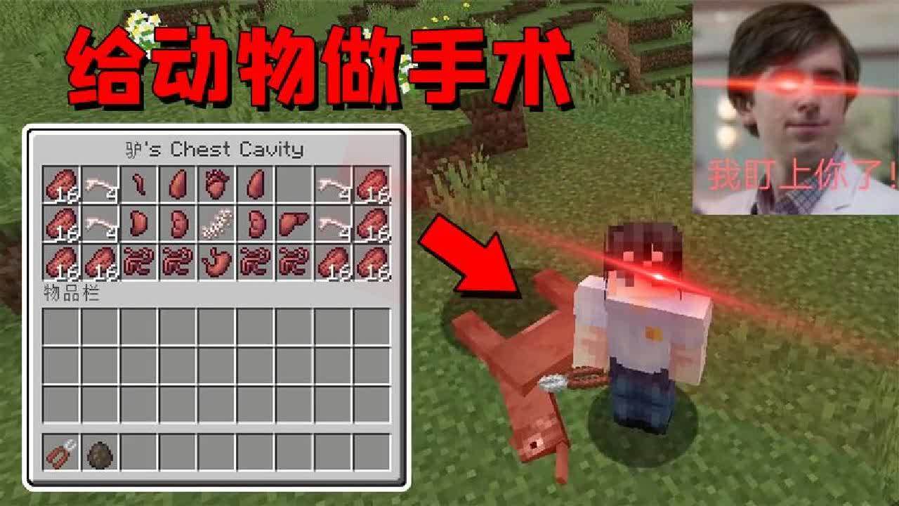 我的世界:给生物做手术,阿阳化身为"良医"对其进行治疗