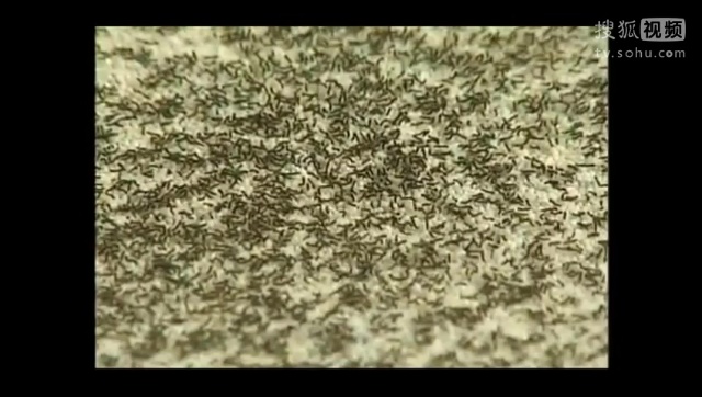 养蚕技术视频(高清版)