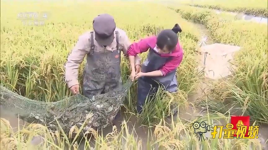稻田养蟹!纯天然养殖一点化肥都不用,大米螃蟹双丰收|远方的家