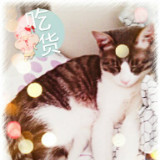 03020125cat 