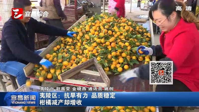夷陵区:抗旱有力 品质稳定 柑橘减产却增收