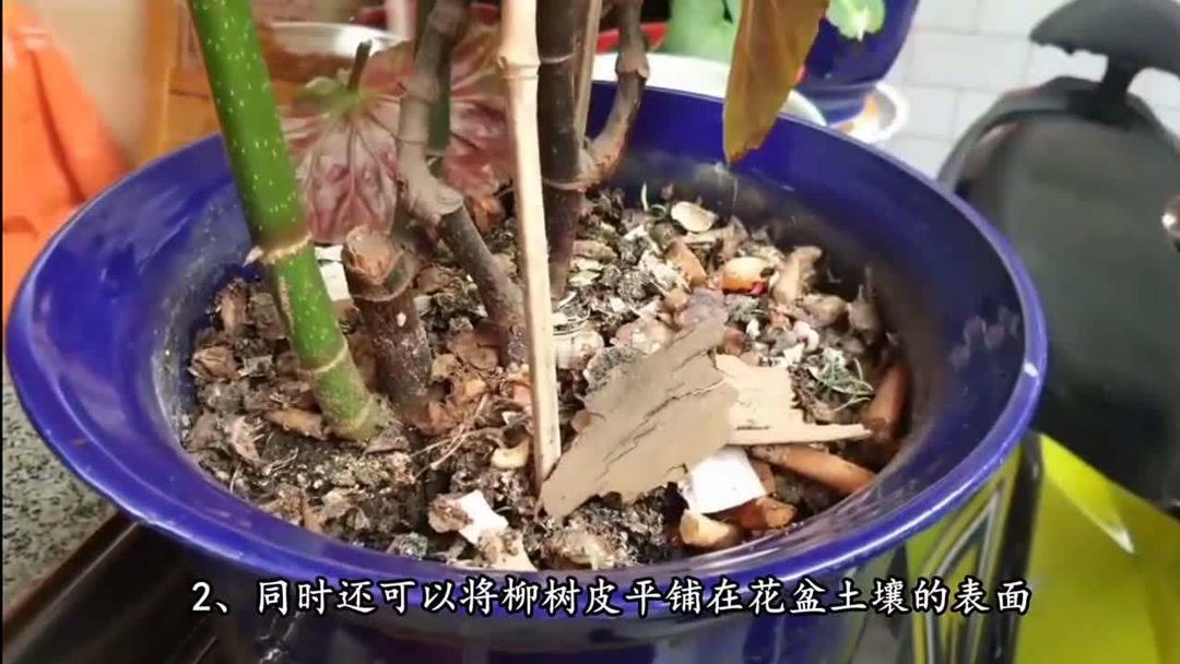 柳树皮放进花盆里,用途真是太厉害了,可惜知道的人不多!