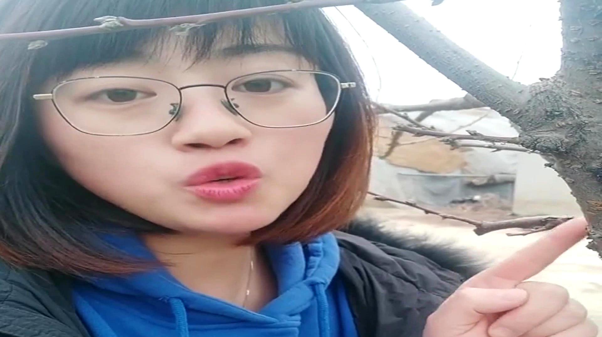 果树管理:流胶病的预防与治疗,用药配方比列详解,果农必看