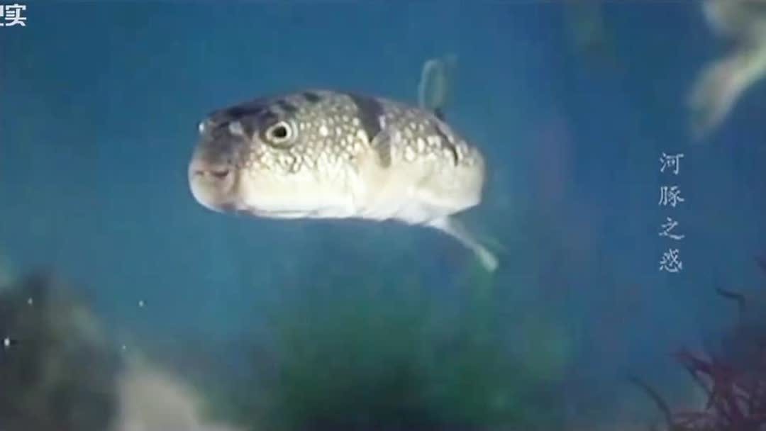 河豚到底有多毒?它体内的毒素是怎样形成的?