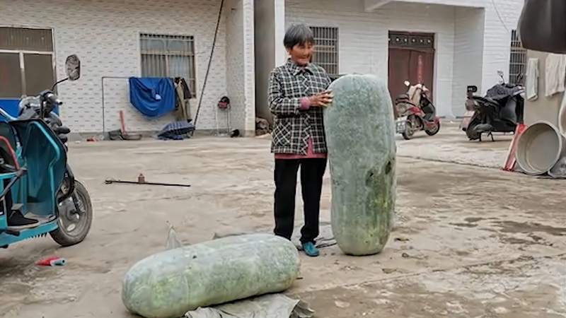 抱都抱不动!安徽一老人种出104斤巨型冬瓜,孙女:得两人抬