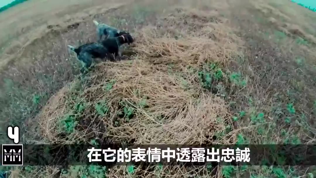 世界十大猎犬排名